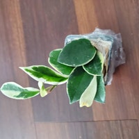 Syngonium Chiapense 'frosted Heart' 3 Leaf 2 From Myplants - Etsy