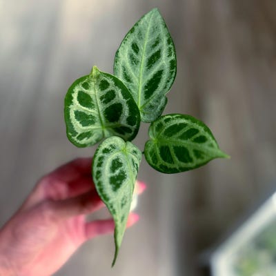 Anthurium Papillilaminum red Stem luxurians preorder 6108P:G Us-based ...