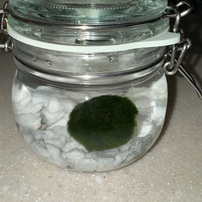 Self-cleaning Betta Fish Aquarium With Heater River Stones Food Free US ...