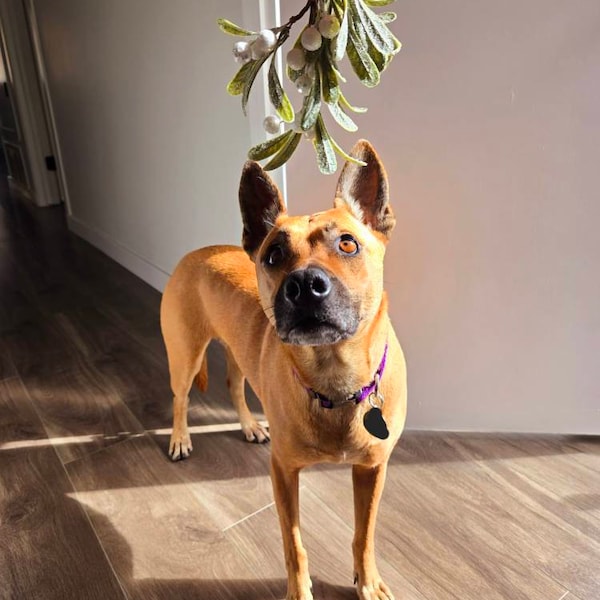 100 Count Light String / Strand / Set Brown Cord Clear Teeny Rice Light ...