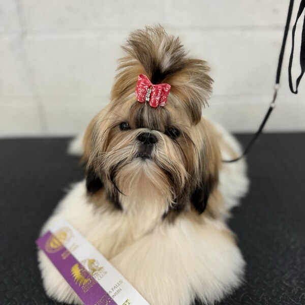Dog Bows and More "stunning in Red" Shih Tzu, Yorkshire Terrier, Biewer ...