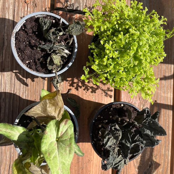 Houseplant Variety Pack (4 Plants) (4" Pots)*easy Care *assorted ...