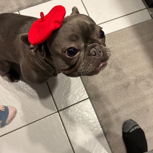 Mini Beret Hat for Dogs (26+ Colors) - Etsy