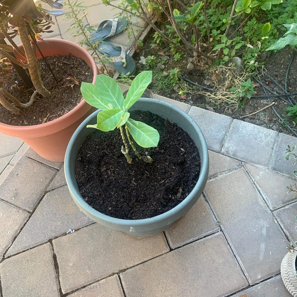 CALOTROPIS GIGANTEA Giant / Madar/ Milkweed Tree Plant Butterfly Garden ...