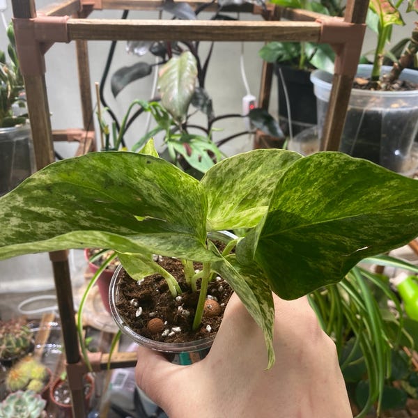 Pothos Marble “snow” Queen Starter Plant **(ALL Plants Require You to ...
