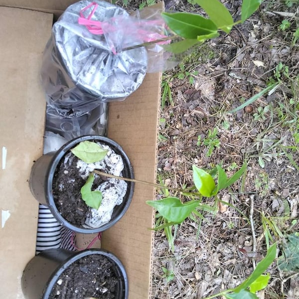 Emeritus Gardens Slow Release Plant Food Packet 4oz.ideal for ...