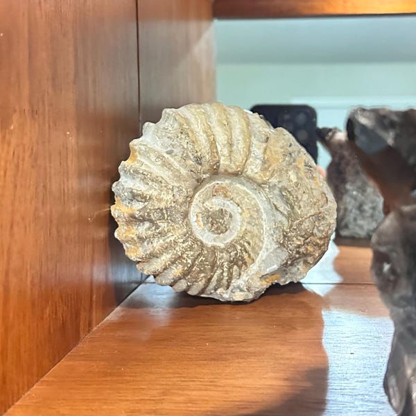 Flash Sale!!** LARGE (1) Raw Ammonite Fossil Cephalopod Perfect Gift ...