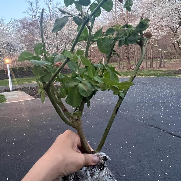 Rose “ausham” English Shrub Rose Ownroot Plant, 1 Gallon - Etsy