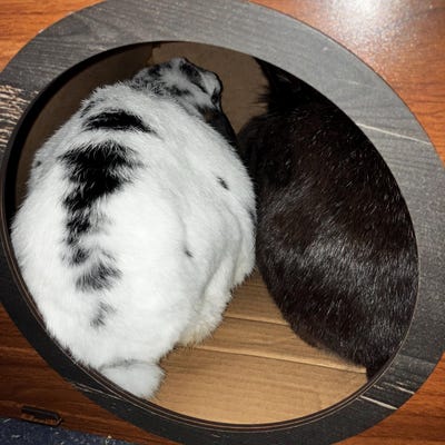 Modern Rabbit House, Indoor Rabbit Castle, Rabbit Furniture, Extra ...