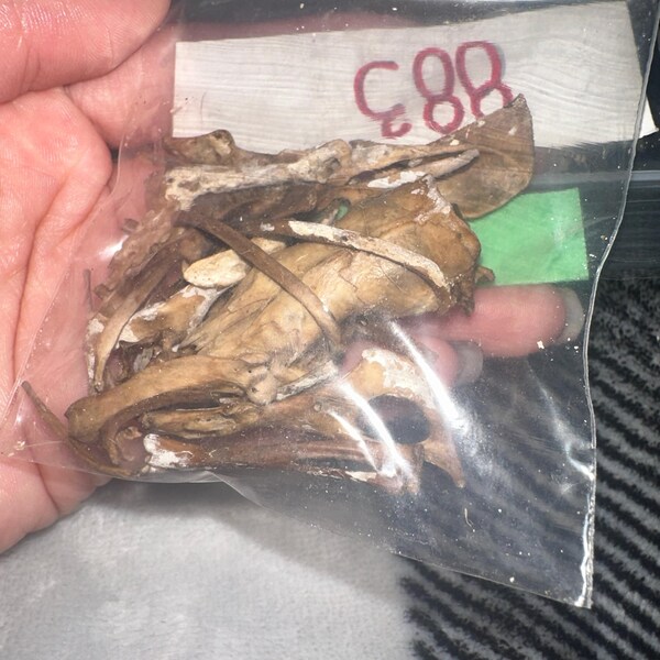 Deathtaxusa 78 SCRAPS Venomous Timber Rattlesnake Rattler Serpent Skin ...