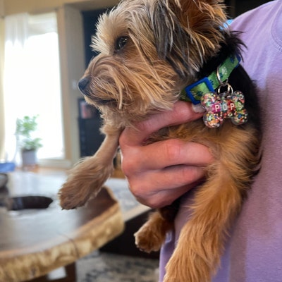 Personalized Resin Dog Tag, Pet Id, Bone Dog Tag, Dog Identification ...