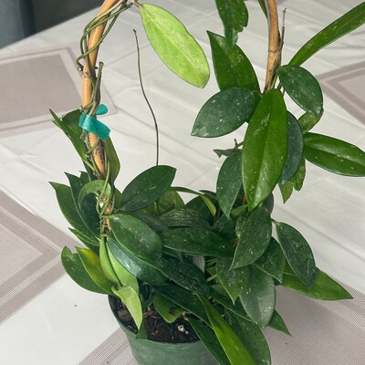 Hoya Pubicalyx Splash in 6pot With Hoop - Etsy