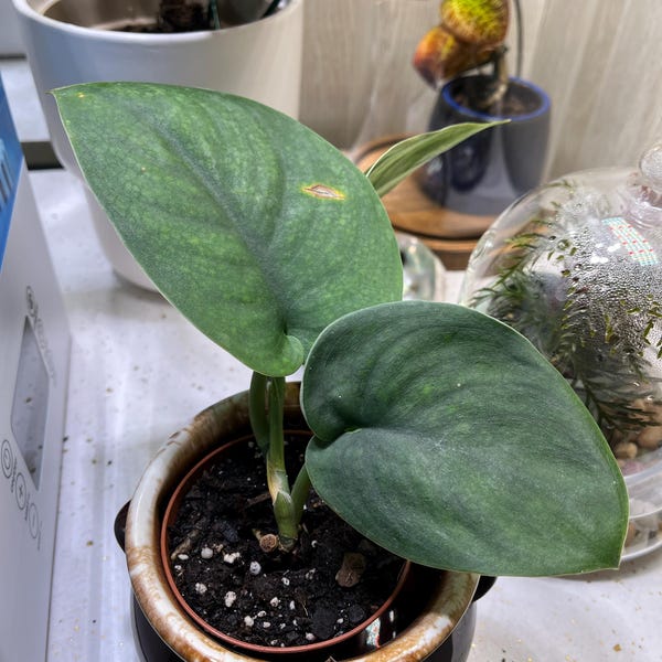 Scindapsus Jade Satin - Rare Scindapsus - Velvet Pothos - Live ...