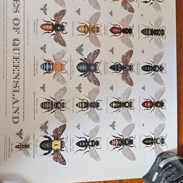 Native Bees of Queensland Poster (third Edition) - Etsy Australia