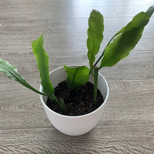 German Empress Epiphyllum 1 Cutting disocactus - Etsy
