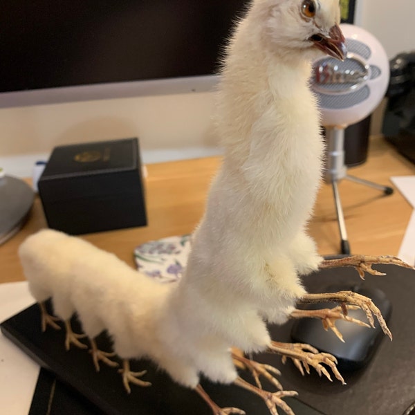 Made to Order. Sixteen Legged Centipede Chicken Taxidermy Curiosity by ...