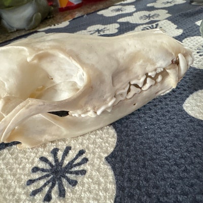 10 Deer First Phalanx Proximal Phalanx Bones Phalanges Knuckle Bones - Etsy