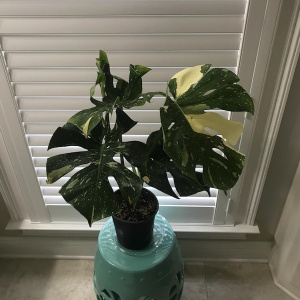 Mican Philodendron Velvet Leaf Philo Indoor & Outdoor Live Tropical ...