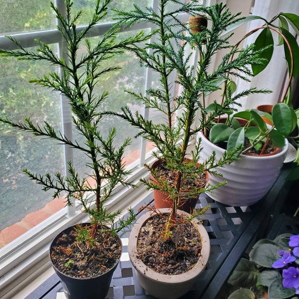 3 Giant Sequoia Trees - California Redwood - Potted - 8"-12" Tall ...