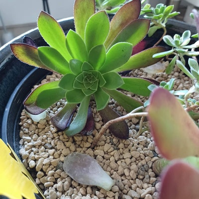 Aeonium Merlot, Rare, New Limited Aeonium Hybrid, Succulents, Easy to ...