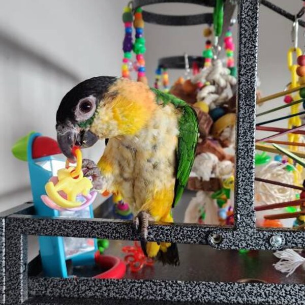Conure Footies Jar of Foot Toys - Parrot Accessories, Bird Toys ...