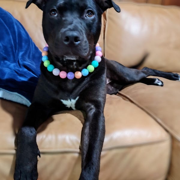 Candy Necklace | Beaded Dog Collar, Pastel Rainbow Pet Fashion - Etsy