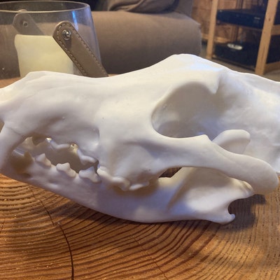 Turtle Skull Loggerhead Sea Turtle replica High Quality - Etsy