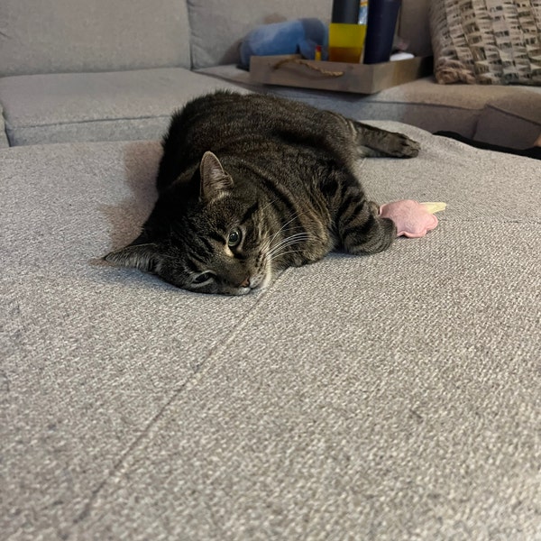 Catnip Radish, Catnip Turnip, Vegetable Cat Toy - Etsy