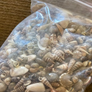Small Shell Mix-1/43/4tiny Shell Mix-craft Seashells-small Seashells ...