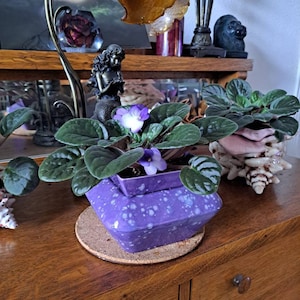 African Violet Pot for Leaf Propagating, Itty Bitty Pot, Indoor Planter ...