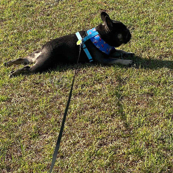 Reversible Dog Harness - Hippo and Octopus (suitable for All Breeds ...