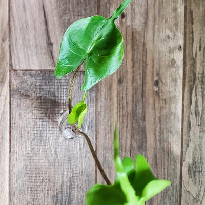 Alocasia tiny Dancer Starter Plant ALL STARTER PLANTS Require You to ...