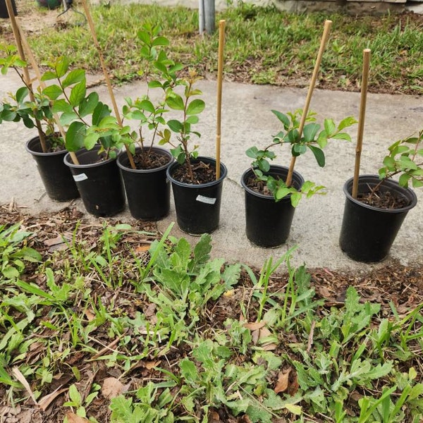 Purple Twilight Flowering Crape Myrtle Trees - Etsy