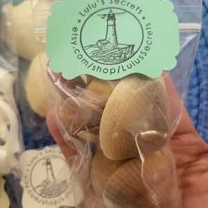 Paper Fig Shell 5 1 Piece - Etsy