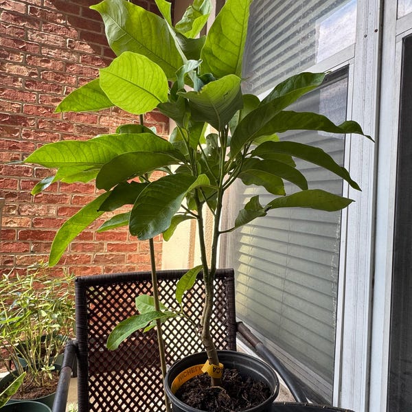 Yellow Flower, Magnolia Champaca, Michelia Champaca in 6" or 4" Pot ...