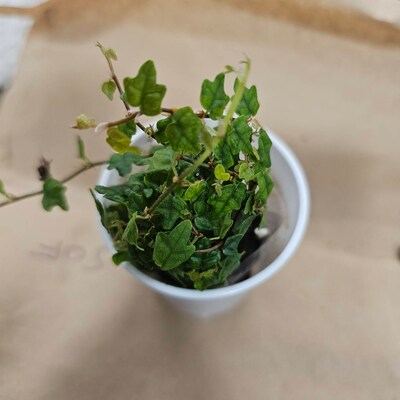 String of Frogs Starter Plant ALL STARTER PLANTS Require You to ...