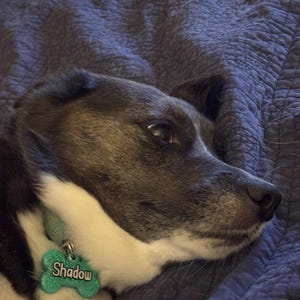 Ice Cream Pet Tag - Etsy