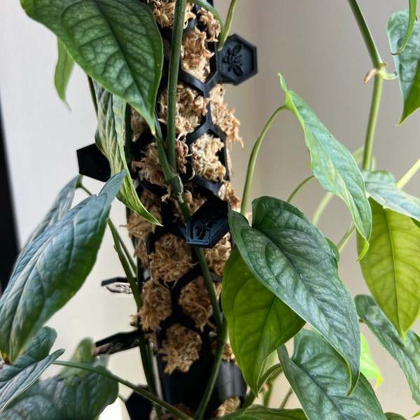 Modular Moss Pole - Moss Tower - Moss Tower That Will Grow With Your ...