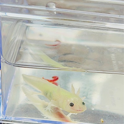 ABF Mini Shrimp & Krill Wafers Pleco ABF170 Heat Sealed - Etsy