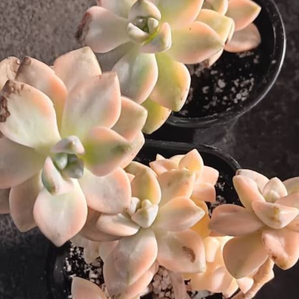 Live Succulents -rare Succulents -graptoveria Paraguayense Bernalense ...