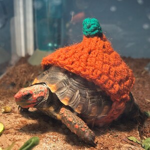 Tortoise Sweaters Pet Costume Turtle Sweater Cute Animals - Etsy