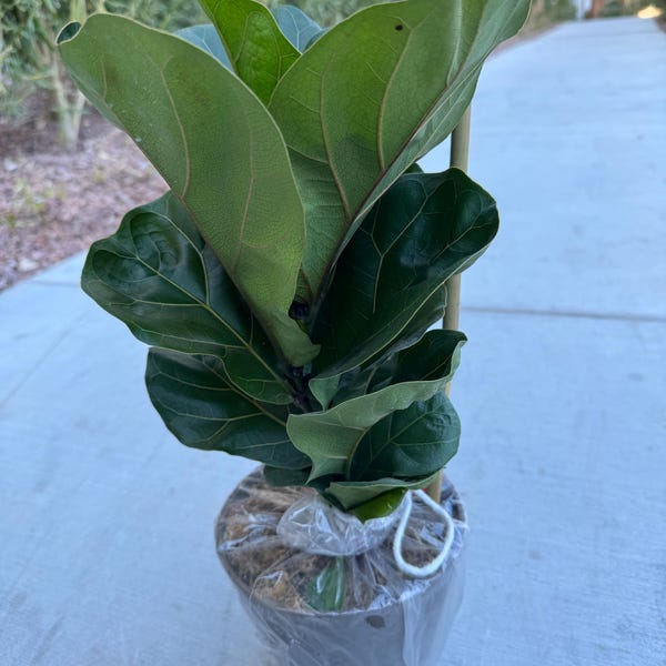 FICUS LYRATA Dwarf Fiddle Leaf Fig With 6" Pot| Little Sunshine Bambino ...