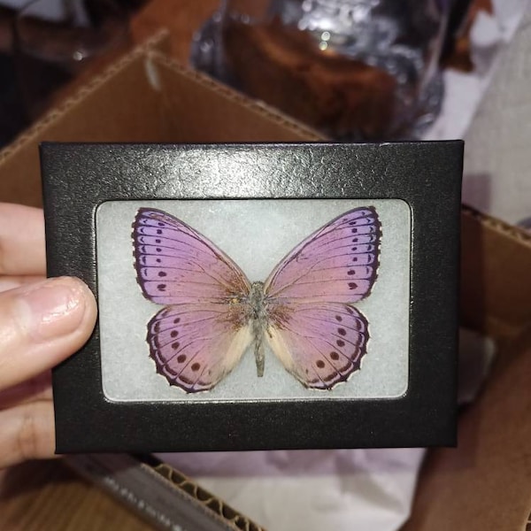 Crenis Pechueli RECTO Pink Purple Butterfly Africa - Etsy