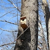 Large Squirrel Box, Spruce, Squirrel Box, Squirrel Nesting Box ...