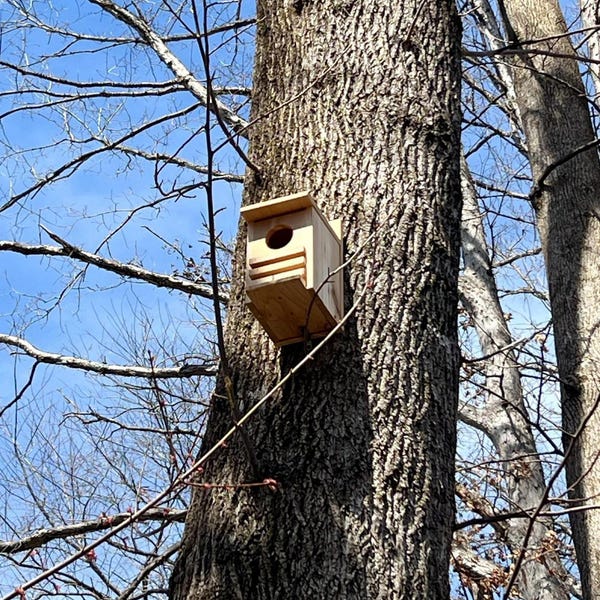 Large Squirrel Box, Spruce, Squirrel Box, Squirrel Nesting Box ...