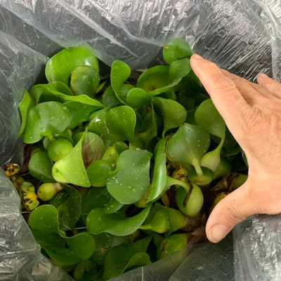 Azolla Duckweed Fern Fairy Moss 5oz Easy Floating Live Aquarium Plants ...