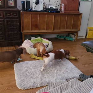 Squeak Squeak Dog Toy Sustainably Made Utilizing 100% Real | Etsy