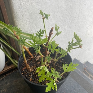 Zone 8 Plant, XL Agave Americana 'marginata' Variegated Century Plant ...