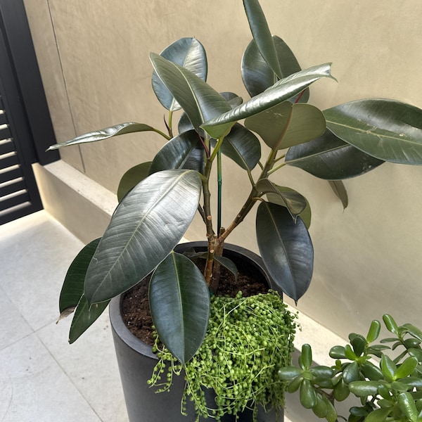 The 6 Inch Pot - Raspberry Beret, Begonia Rex, Painted-leaf Winter ...