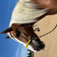 Soft Rope Halter Bitless Bridle Hackamore Diamond Paracord Overlay With ...